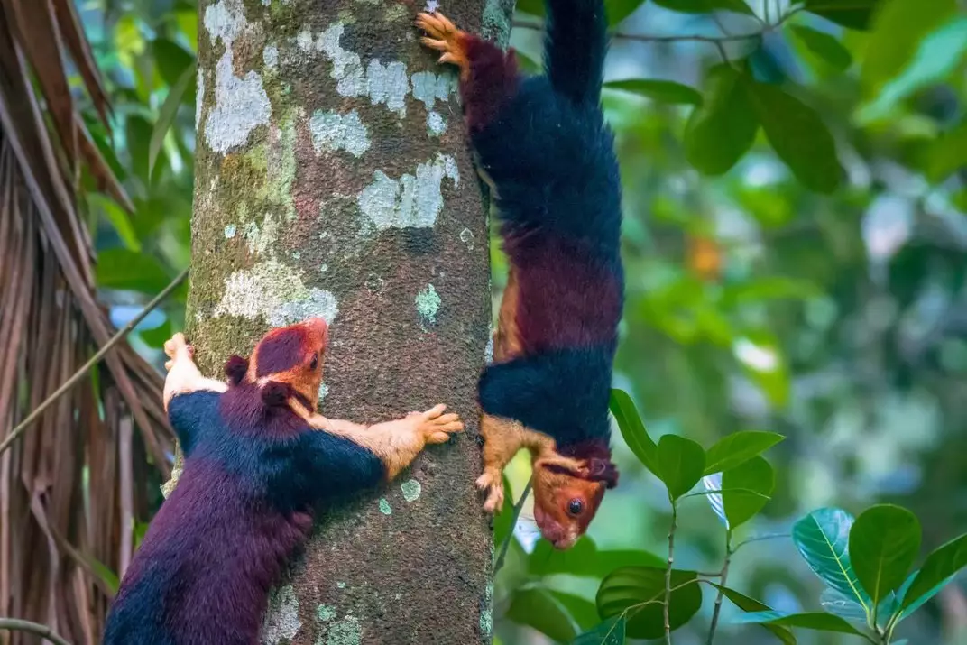 Ja, gigantiske Technicolor-egern strejfer faktisk rundt i skovene i det sydlige Indien 31666_4
