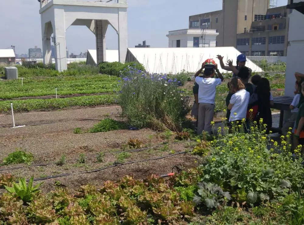 I-Brooklyn Grange Bees