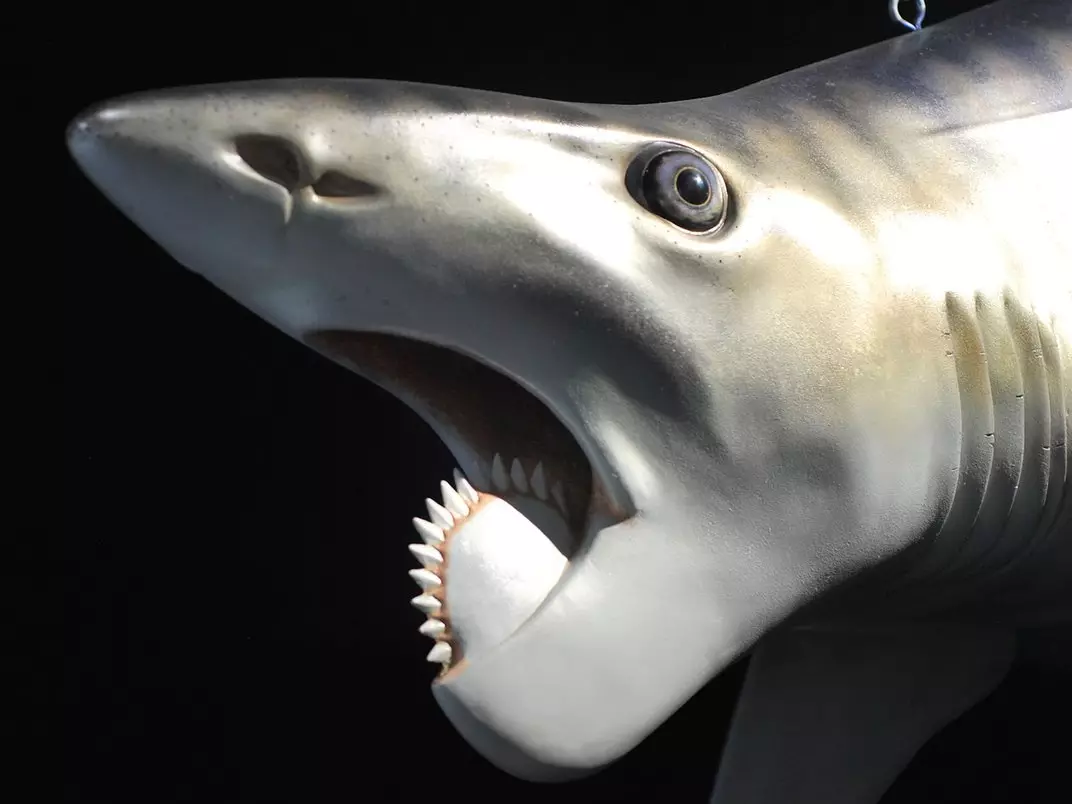 Helicoprion