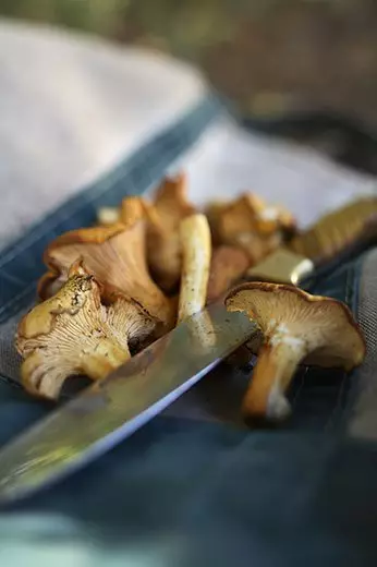 Receta të shijshme me kërpudha të egra 31690_2