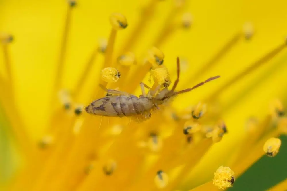Springtail na květině