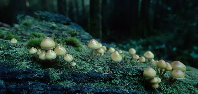 Kërpudhat që rriten në Oregon