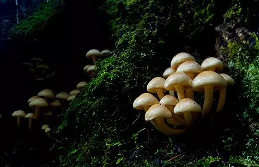 Изненадувачки возбудлив свет на берење печурки 31746_4