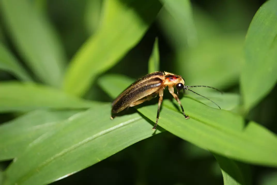 Осветлување на тајниот јазик на молња бубачки