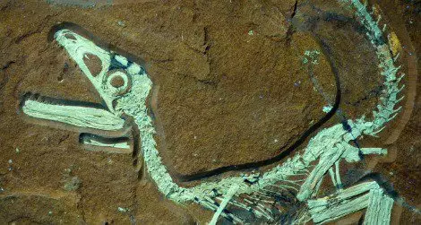 Ọkpụkpụ nke Sciurumimus, nke a hụrụ n'okpuru ọkụ UV. Ị nwere ike ịhụ akara nke protofeathers na ọdụ dinosaur.
