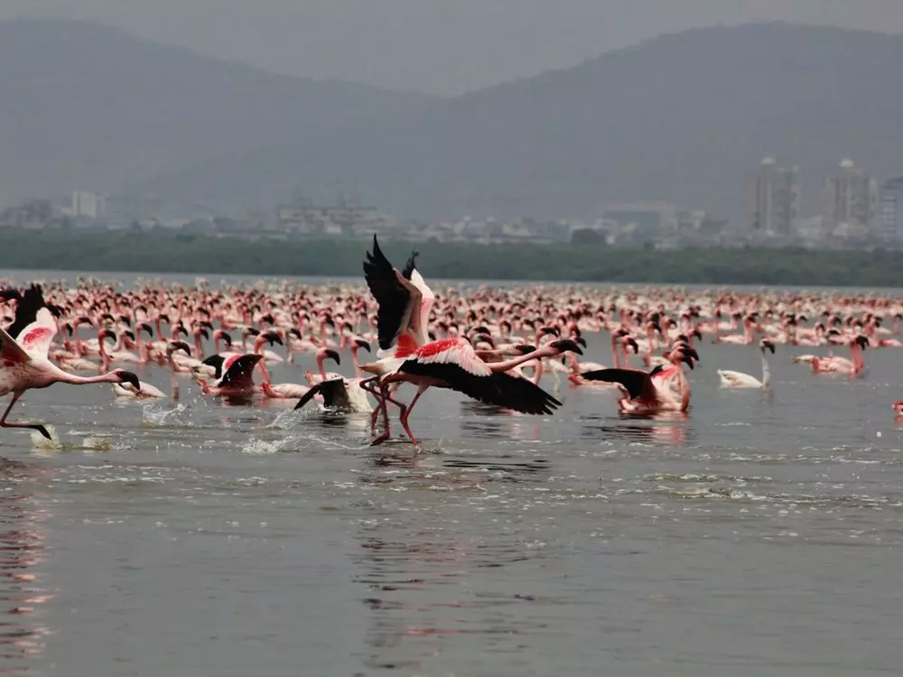 mga flamingo