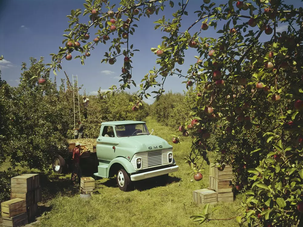 Orchard Apple ni ayika ọdun 1965