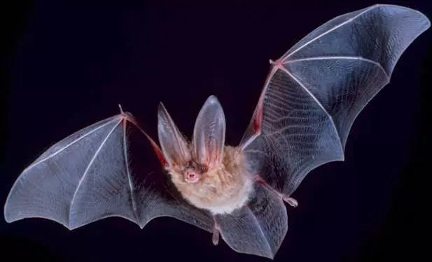 Ginagawa Ito ng mga Ibon, Pukyutan at Maging ang mga Bat na nagpapakain ng Nectar