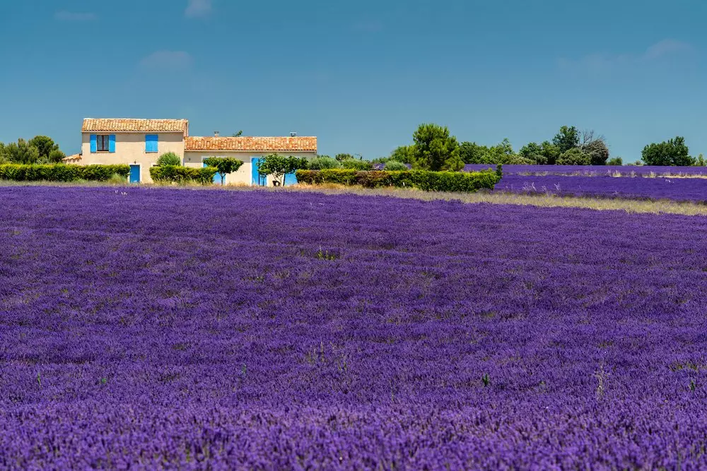 Lavender ميدان، Provence، فرانس