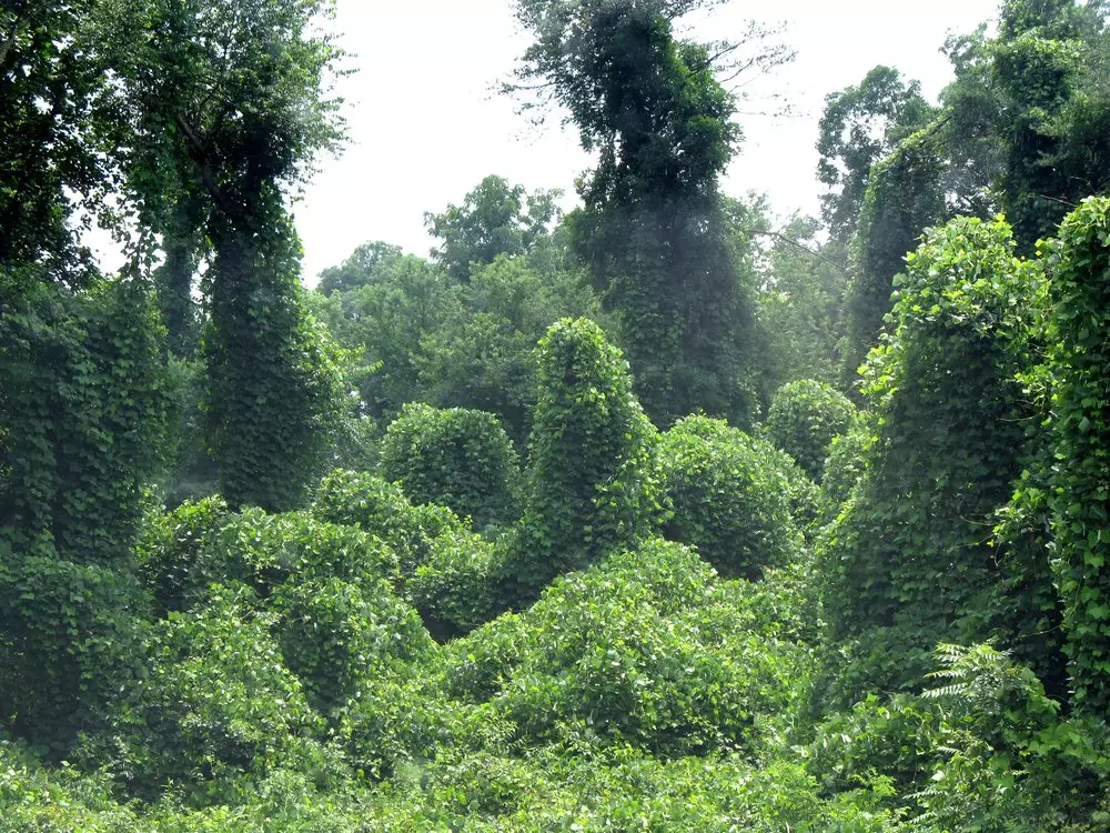 Kudzu.jpg