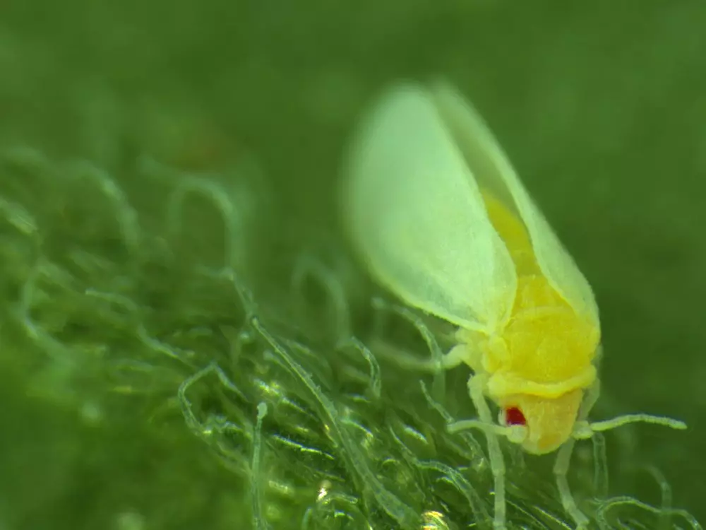 mosca branca em uma folha