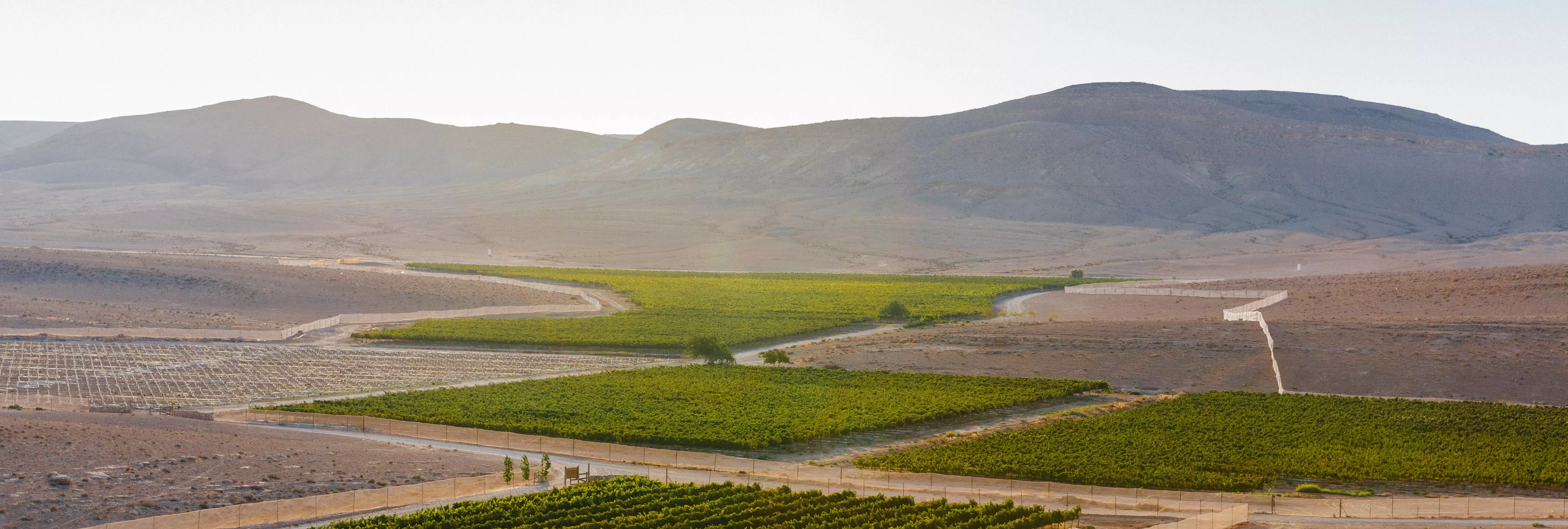 Proč vína z izraelské pouště Negev mohou představovat budoucnost vinařství 31934_1