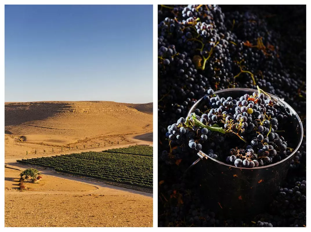 Поглед на виноград Нана Естате и гроздове у винарији Цармеи Авдат