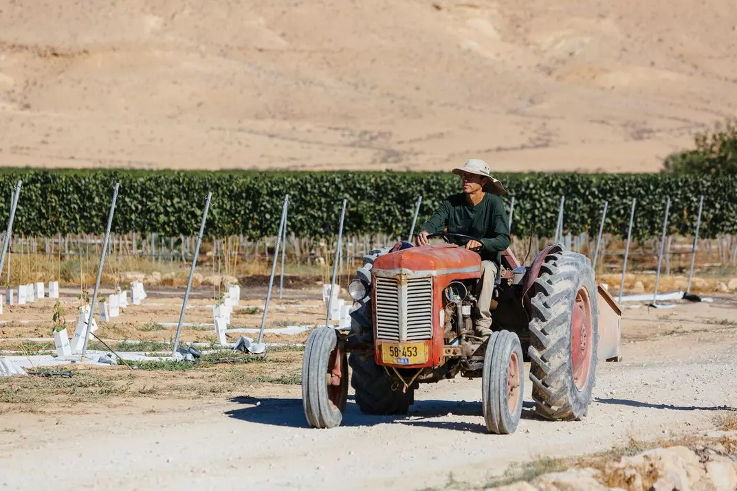 Зашто вина из израелске пустиње Негев могу представљати будућност виноградарства 31934_6