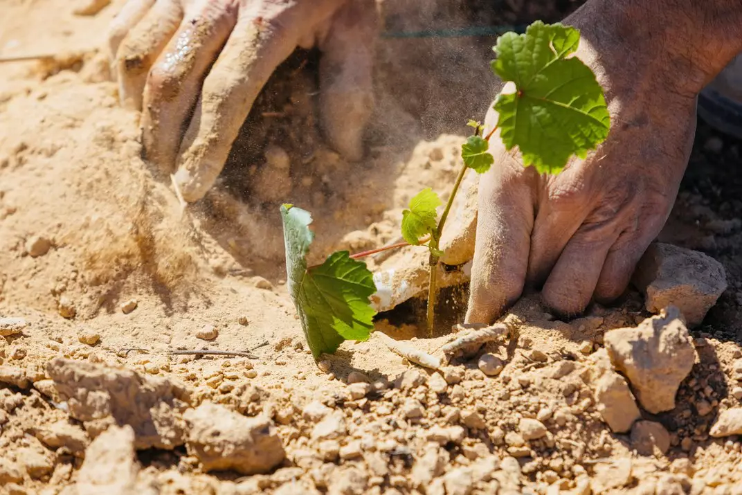 Зашто вина из израелске пустиње Негев могу представљати будућност виноградарства 31934_7