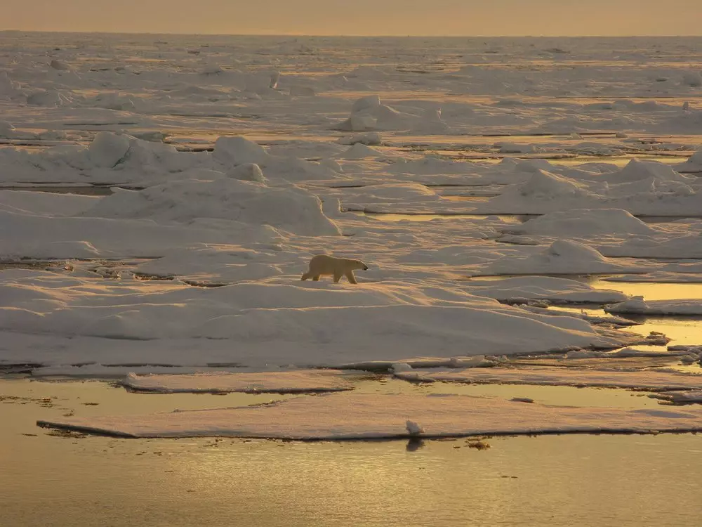 Polar Bear Beaufort Sea