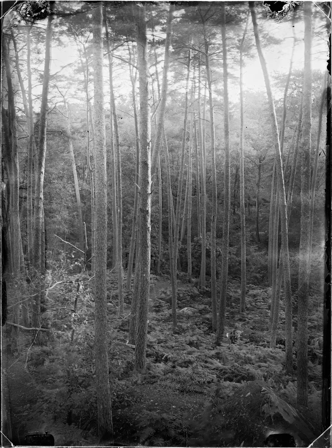Bosquet de pins sylvestres sur le Sentier n°11