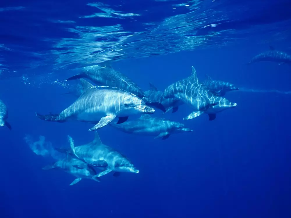 Una pequeña manada de delfines