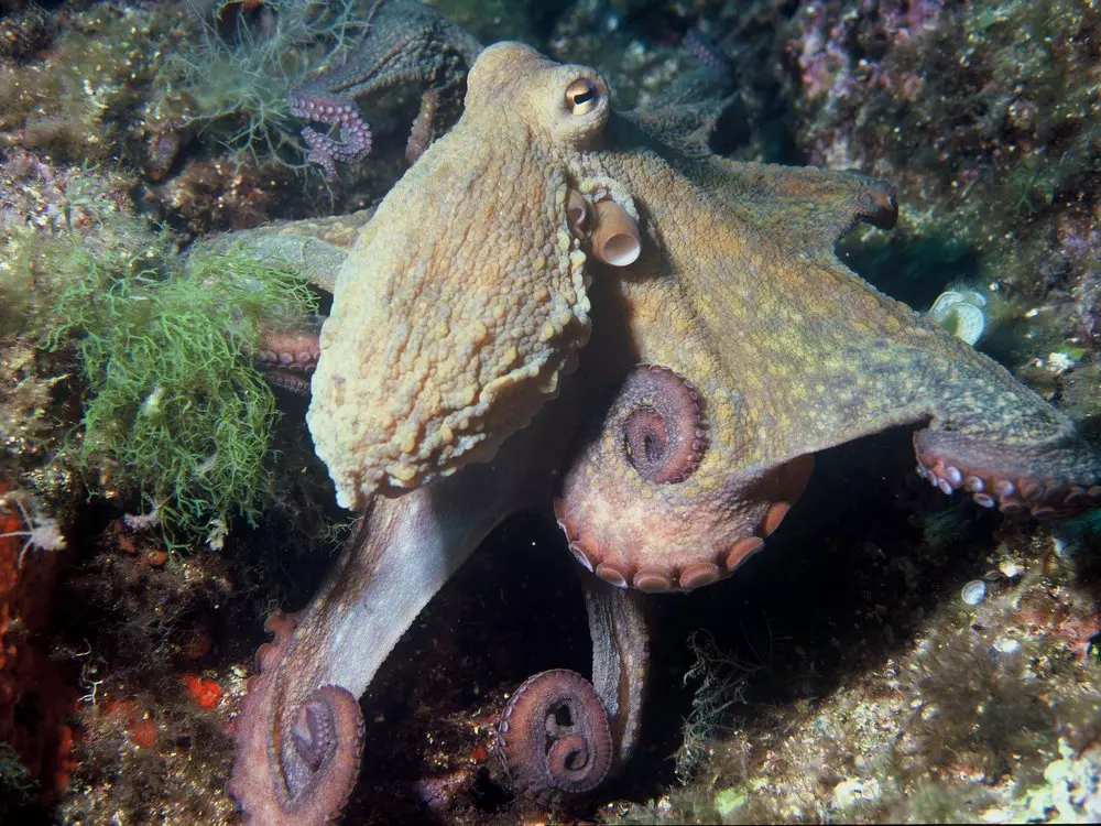 Ein Oktopus auf dem Meeresgrund. Es ist von der Kamera abgewandt und hat seine Tentakel zu Spiralen zusammengerollt.