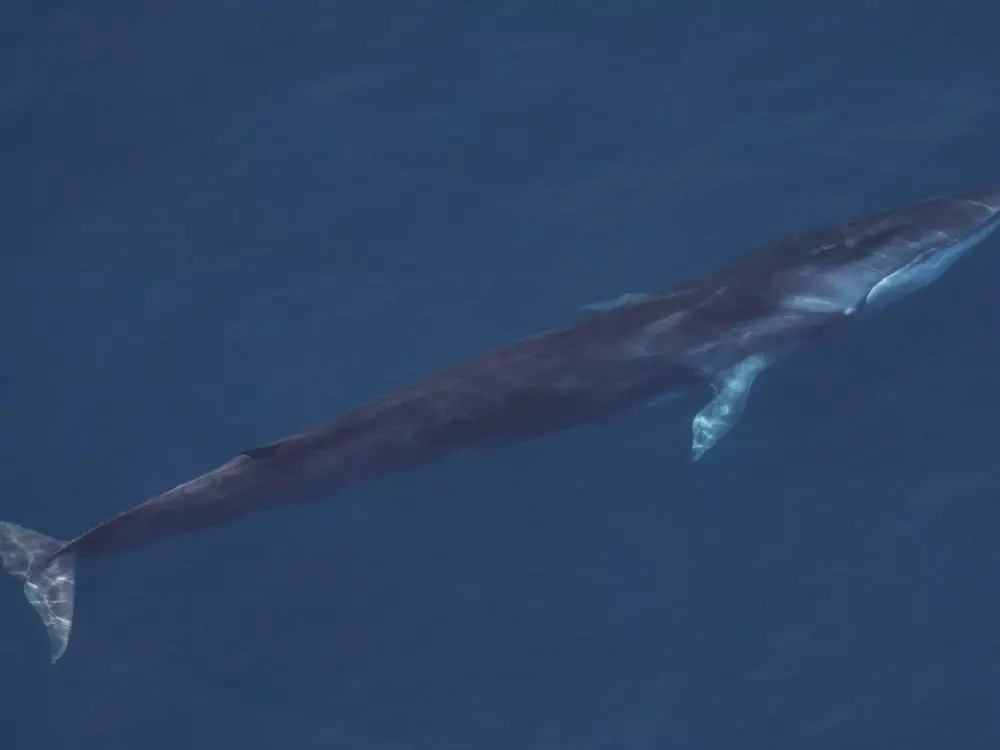Застрашен фин кит