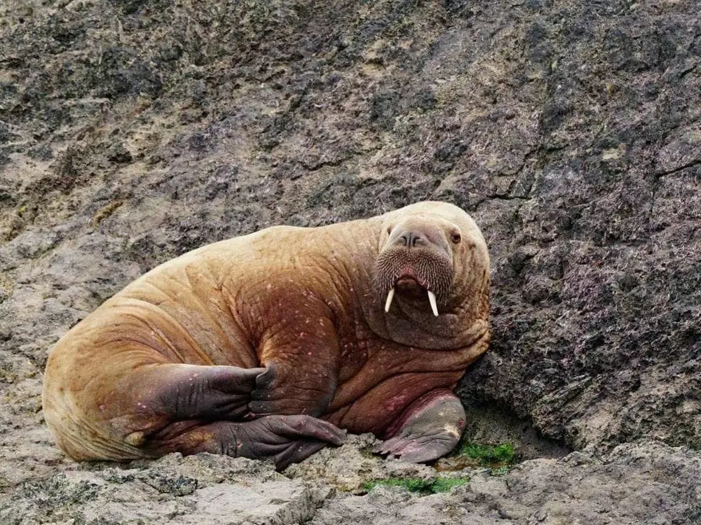 A walrus santai ing garis pantai watu ing Wales