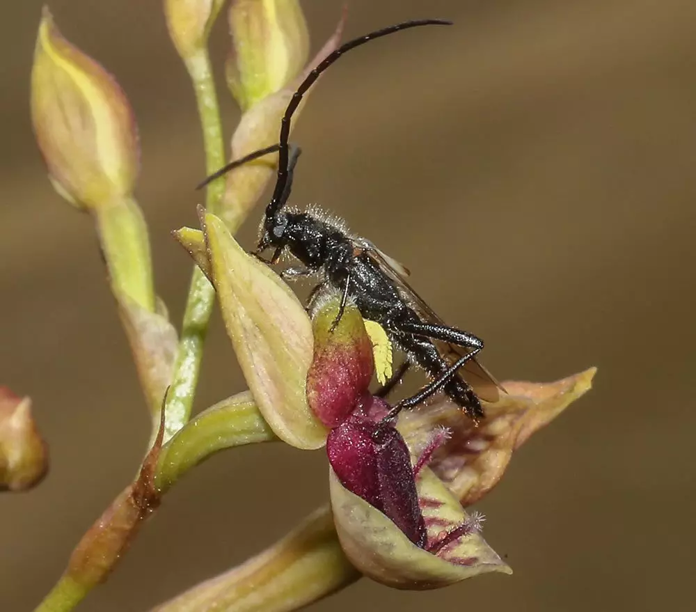 Orchidea a chrobák