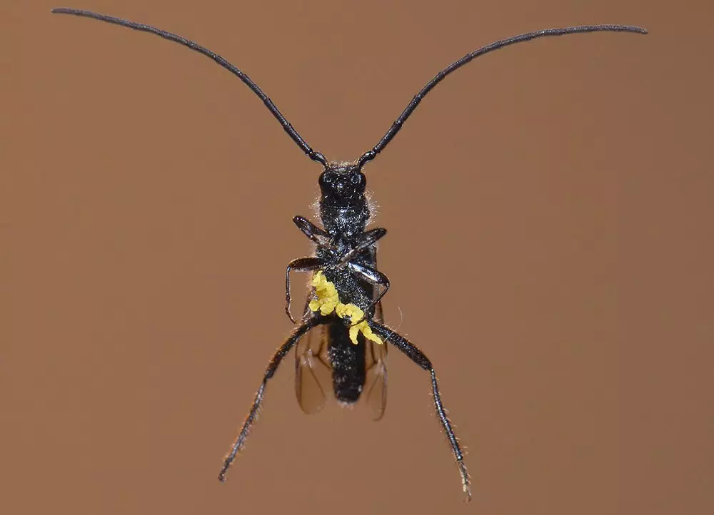 Orchid at Longhorn Beetle