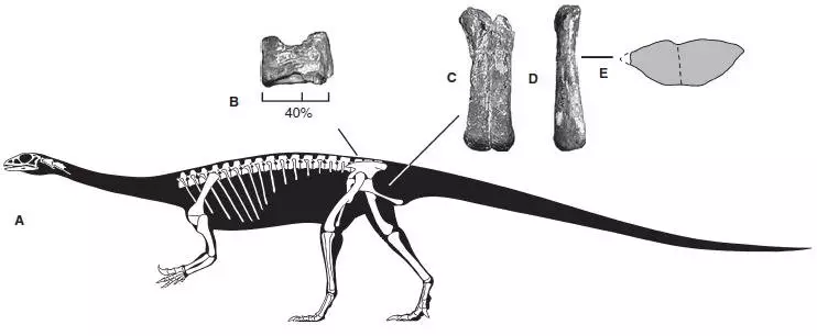 20110520083257anchisaurus-szkielet.jpg