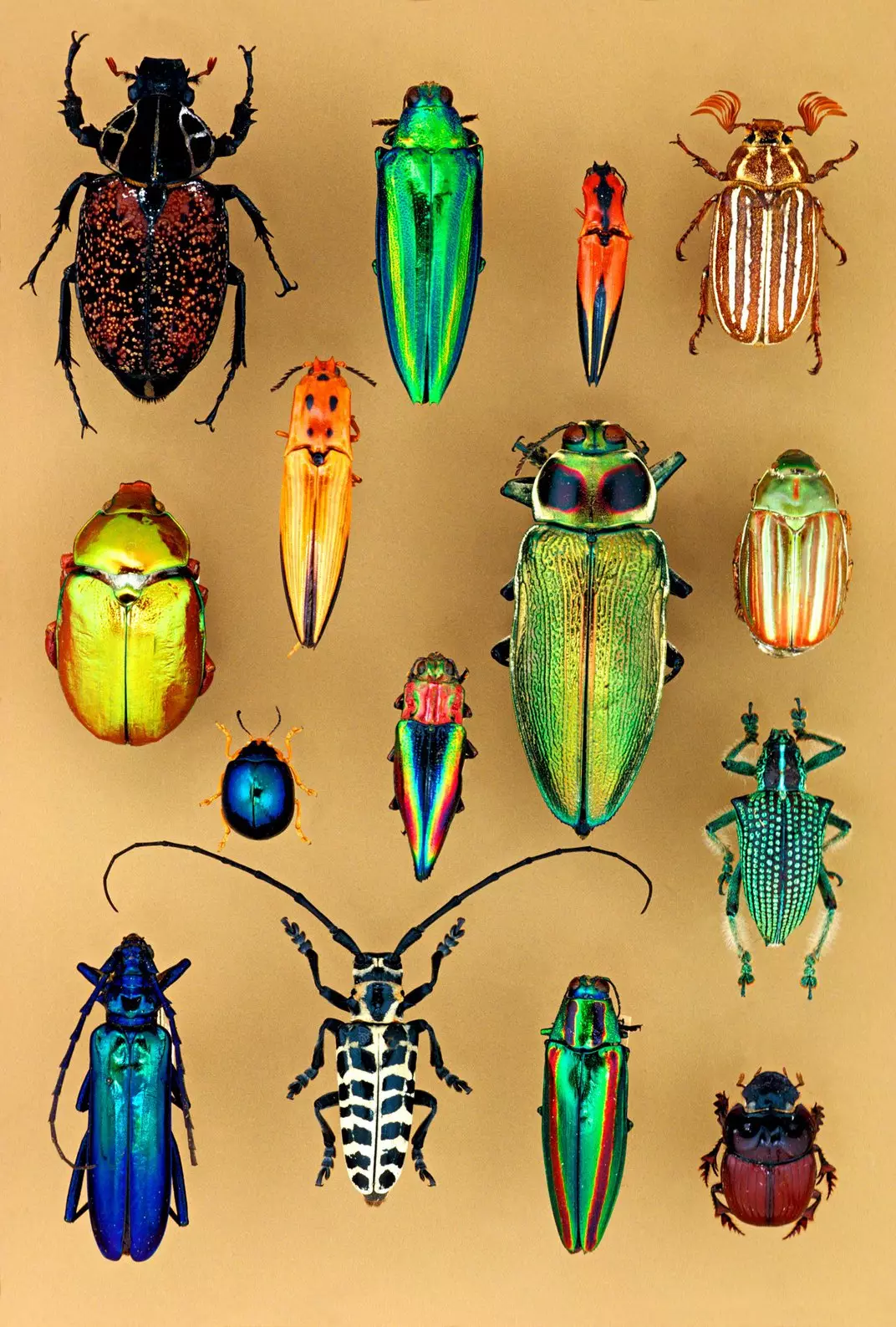 Beetles