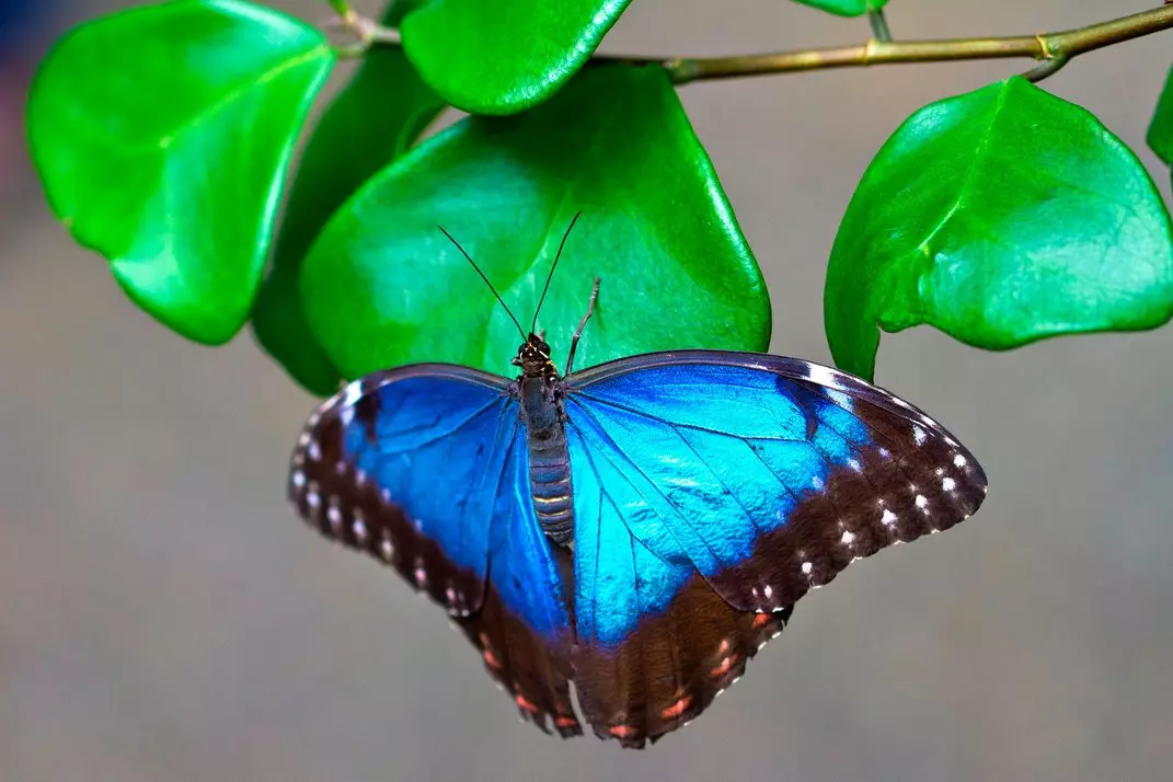 Papillon bleu