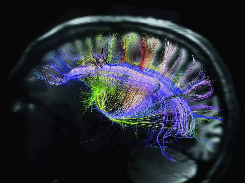 beautiful-animal-brains.jpg
