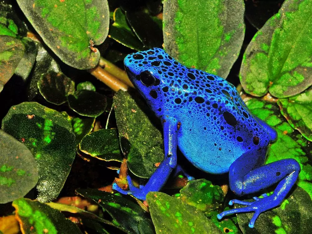 Od blizu posnetek strupene žabe. Žaba je živahne modre barve s črnimi pikami vzdolž glave in hrbta.