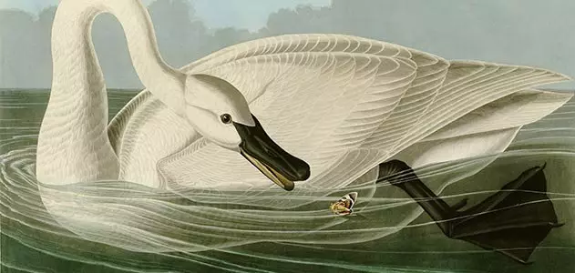 John James Audubon Trumpetista Swan