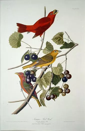 John James Audubon: សត្វស្លាបដ៏កម្ររបស់អាមេរិក 3231_2