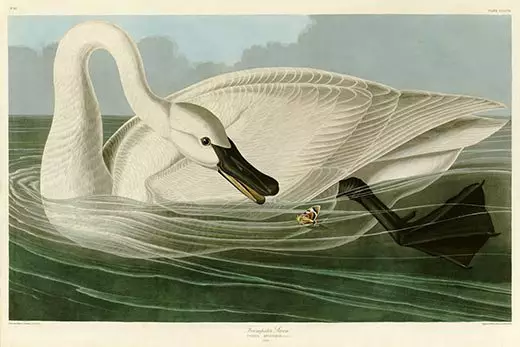 John James Audubon: America's Rare Bird 3231_3