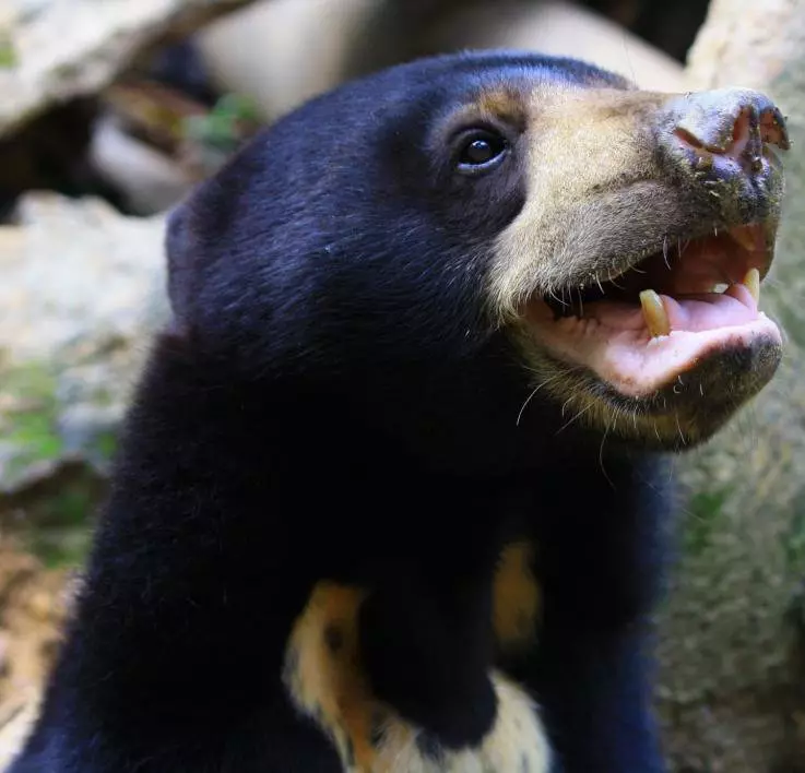 Sun Bears ធ្វើត្រាប់តាមទឹកមុខរបស់គ្នាទៅវិញទៅមក ដើម្បីទំនាក់ទំនង