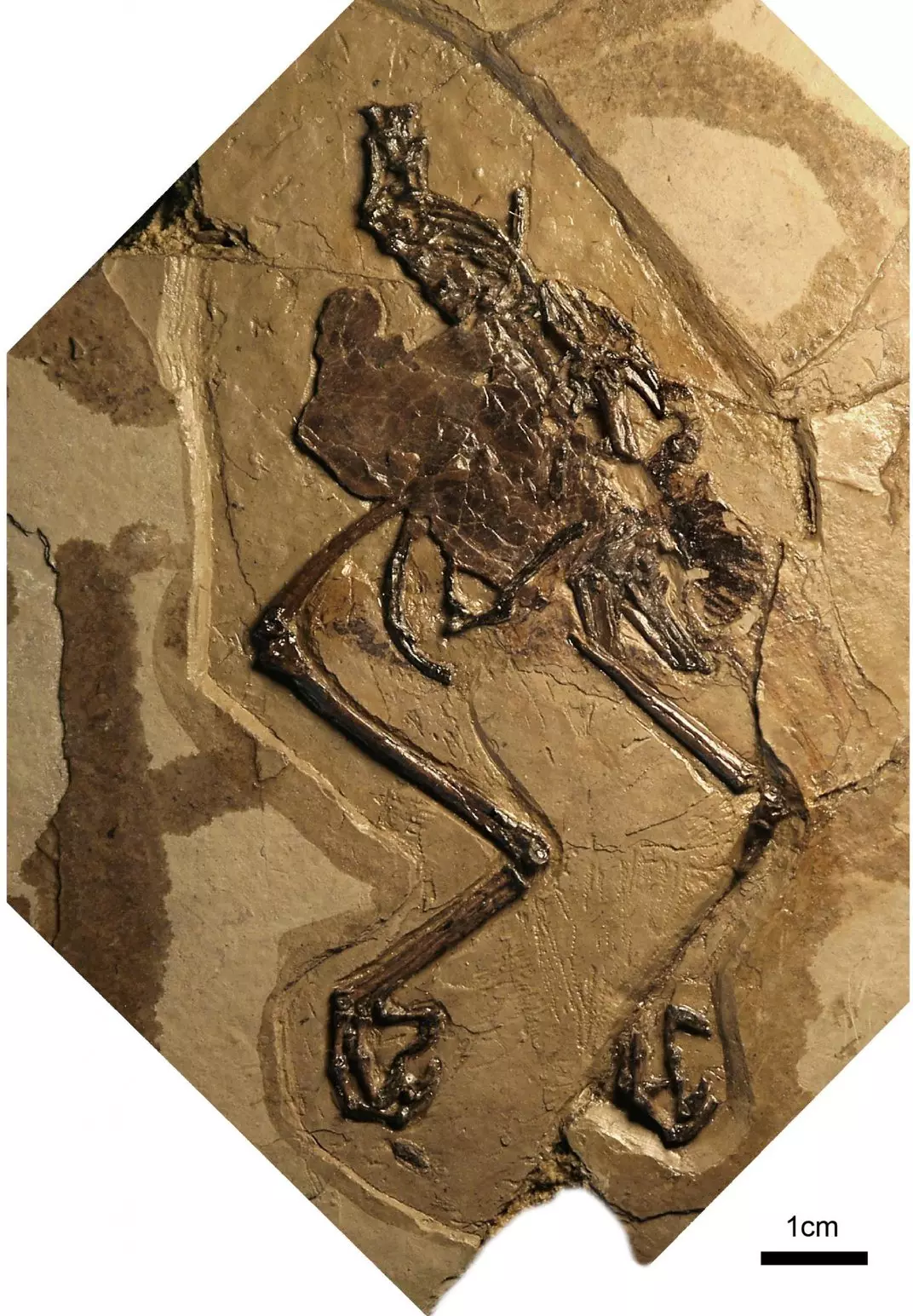 Shiri uye Zai Fossil