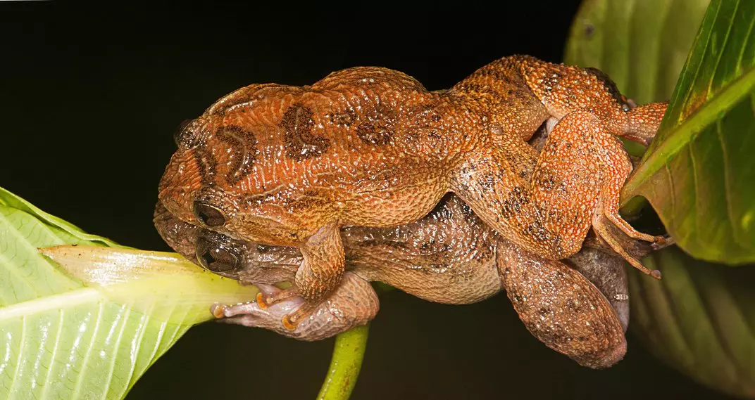 Frogs Mating