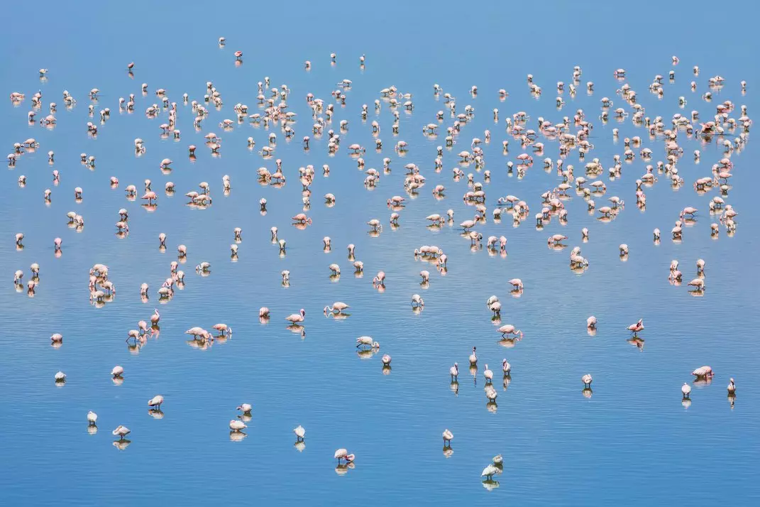 Le lac mortel où naissent 75 % des flamants nains du monde 32512_1