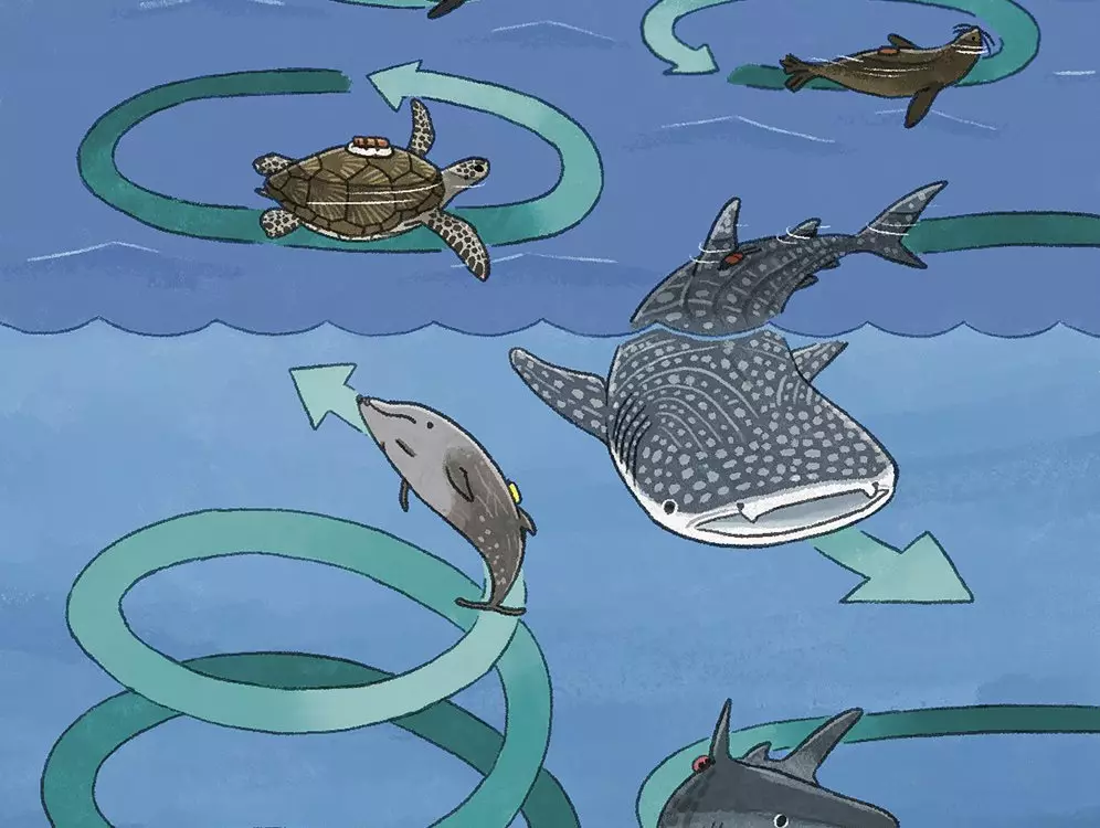 En illustrasjon av forskjellige sjødyr som svømmer i sirkler. Det er piler som illustrerer hvordan de ville svømme i sirkler