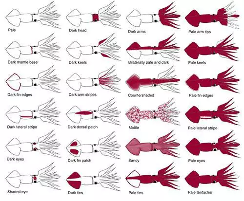 Diese Abbildung zeigt einige der Körpermuster, die von Humboldt-Tintenfischen in Monterey Bay verwendet werden.