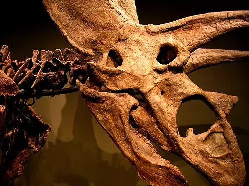 20110520083256titanoceratops-czaszka-sam-noble.jpg