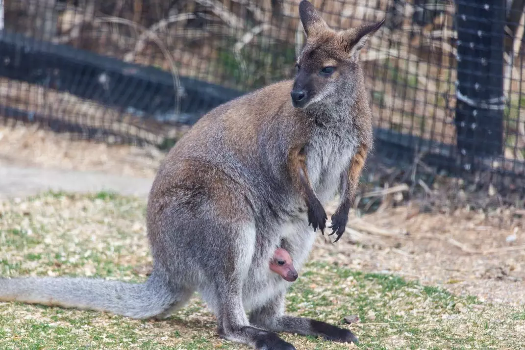 Vai tas Wallaby diedzē otro galvu? 32611_1