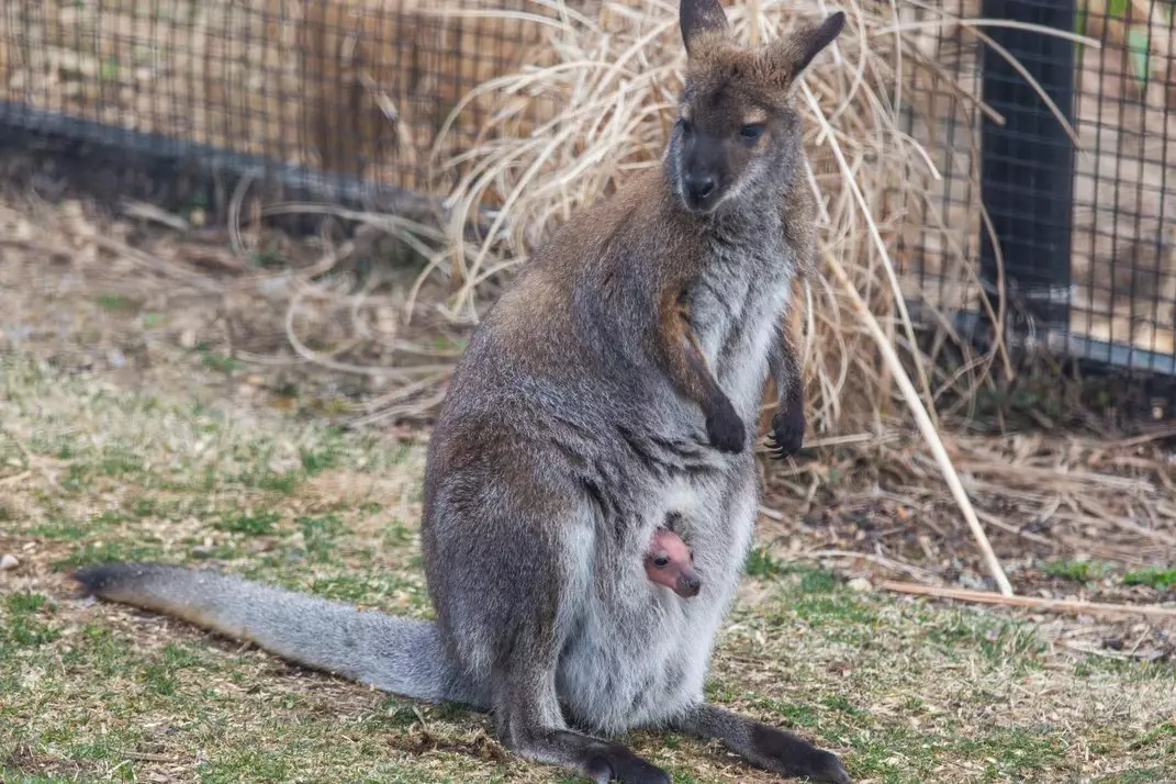 Wallaby นั้นแตกหน่อเป็นหัวที่สองหรือไม่? 32611_2