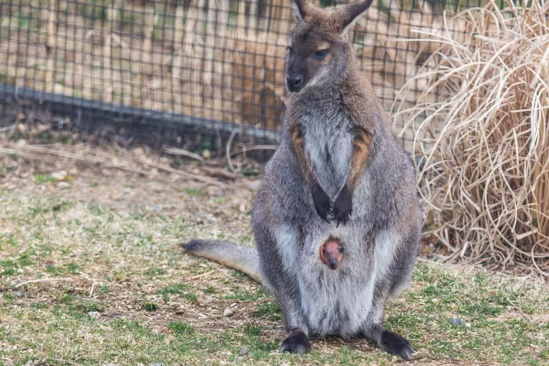 Wallaby hori bigarren buru bat ernetzen al da? 32611_3