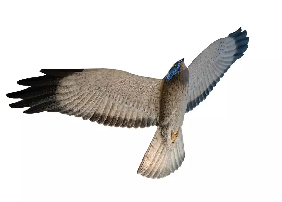 A sassaƙa na arewa harrier