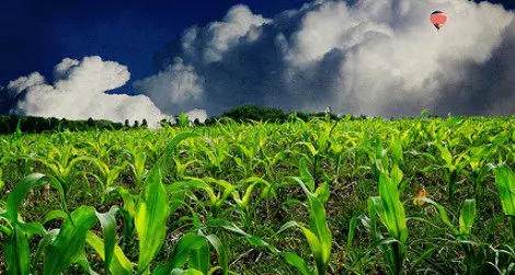 АКШта үскән кукурузның күбесе генетик яктан үзгәртелә.