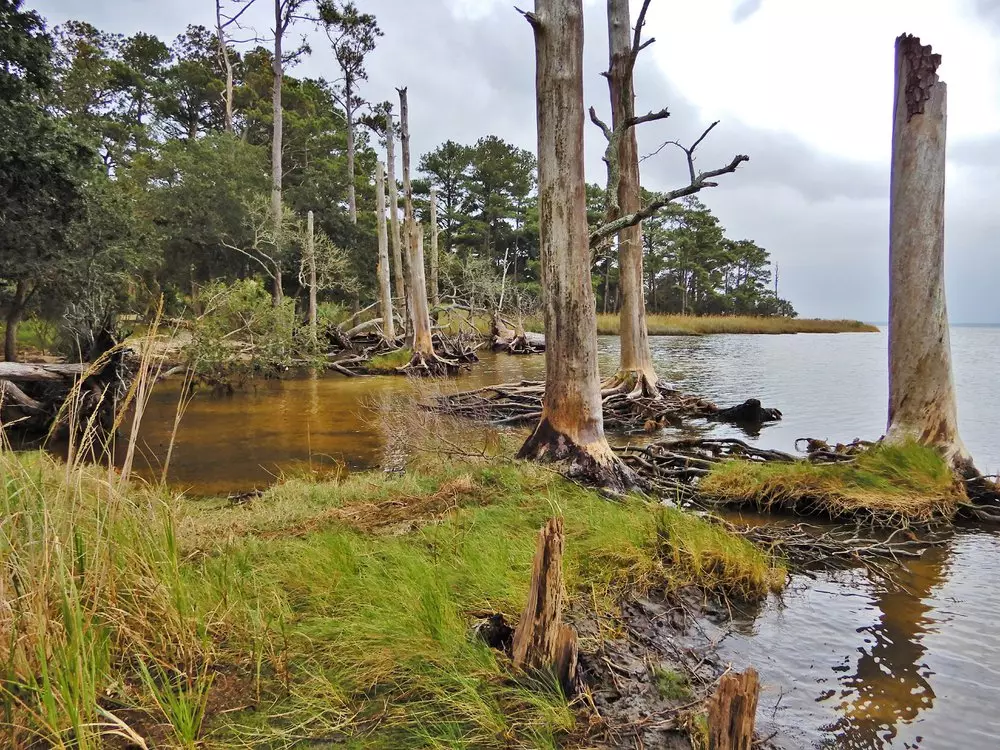 Bir hayalet orman manzarasının fotoğrafı. Fotoğraf, suyun kenarına yakın sıralanmış ölü ağaçları gösteriyor.