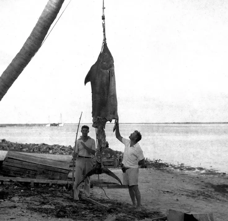 Hemingway's Old Eniyan Ṣe iwuri Epo Shark fun Ajesara HIV
