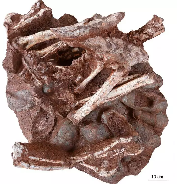 Yon fosil 24 ze oviraptor anba rès yon oviraptorosaur